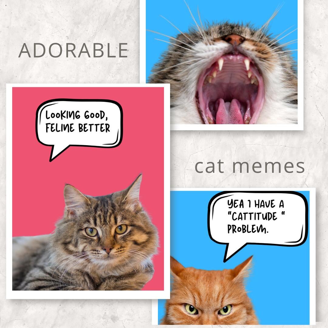 Funny Cat Meme Social Media Posts: Cat Lover Content (digital Download ...
