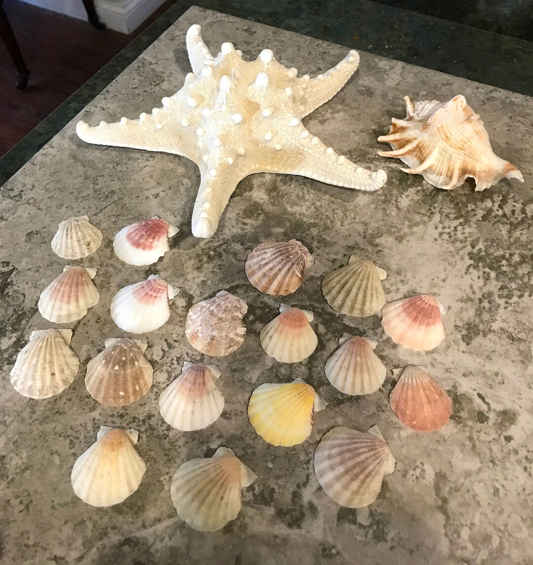 Large Knobby Star Fish, Spider Conch and Large Qty of Other Seashells ...