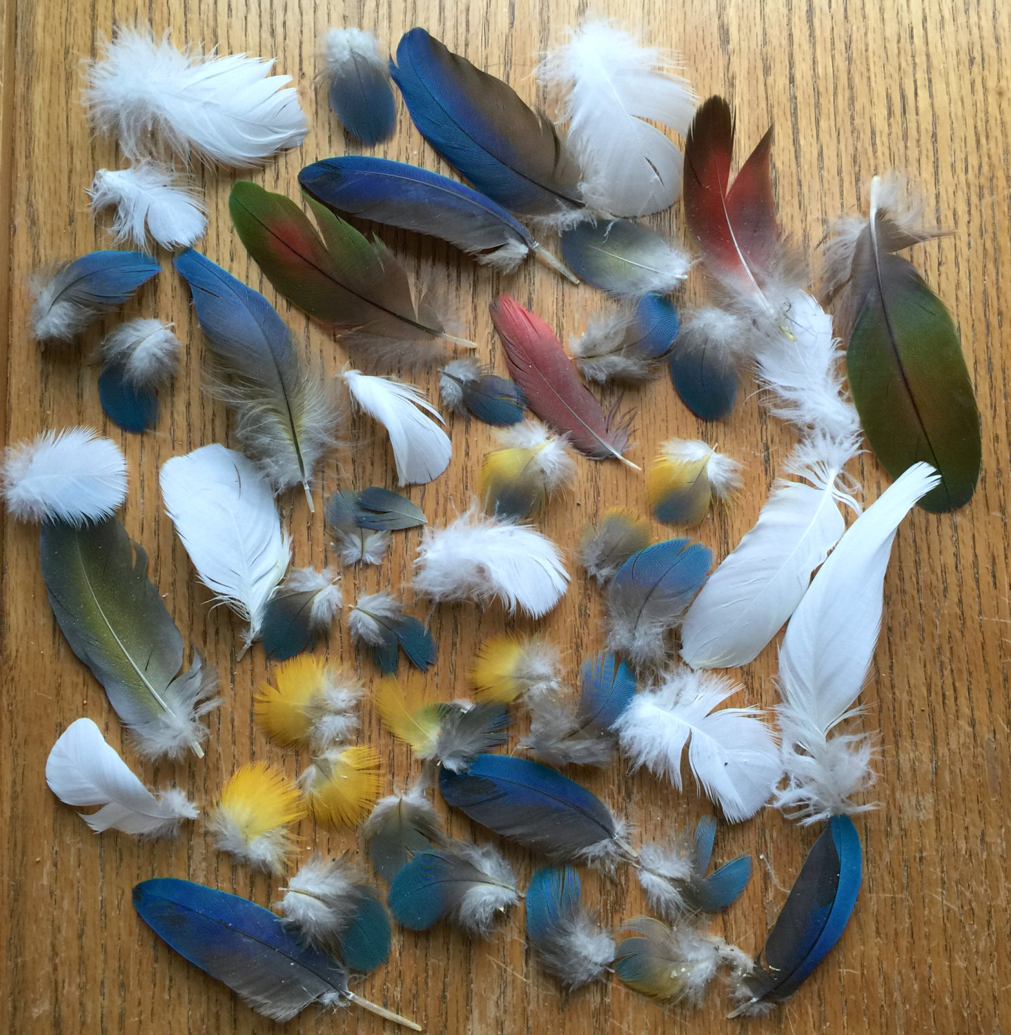 Molted Parrot Tail Body and Wing Feathers Qty of 50 for - Etsy