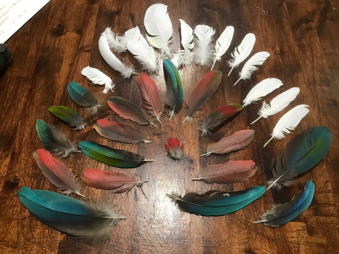 Molted Parrot Tail Body and Wing Feathers Qty of 32 for Jewelry and ...