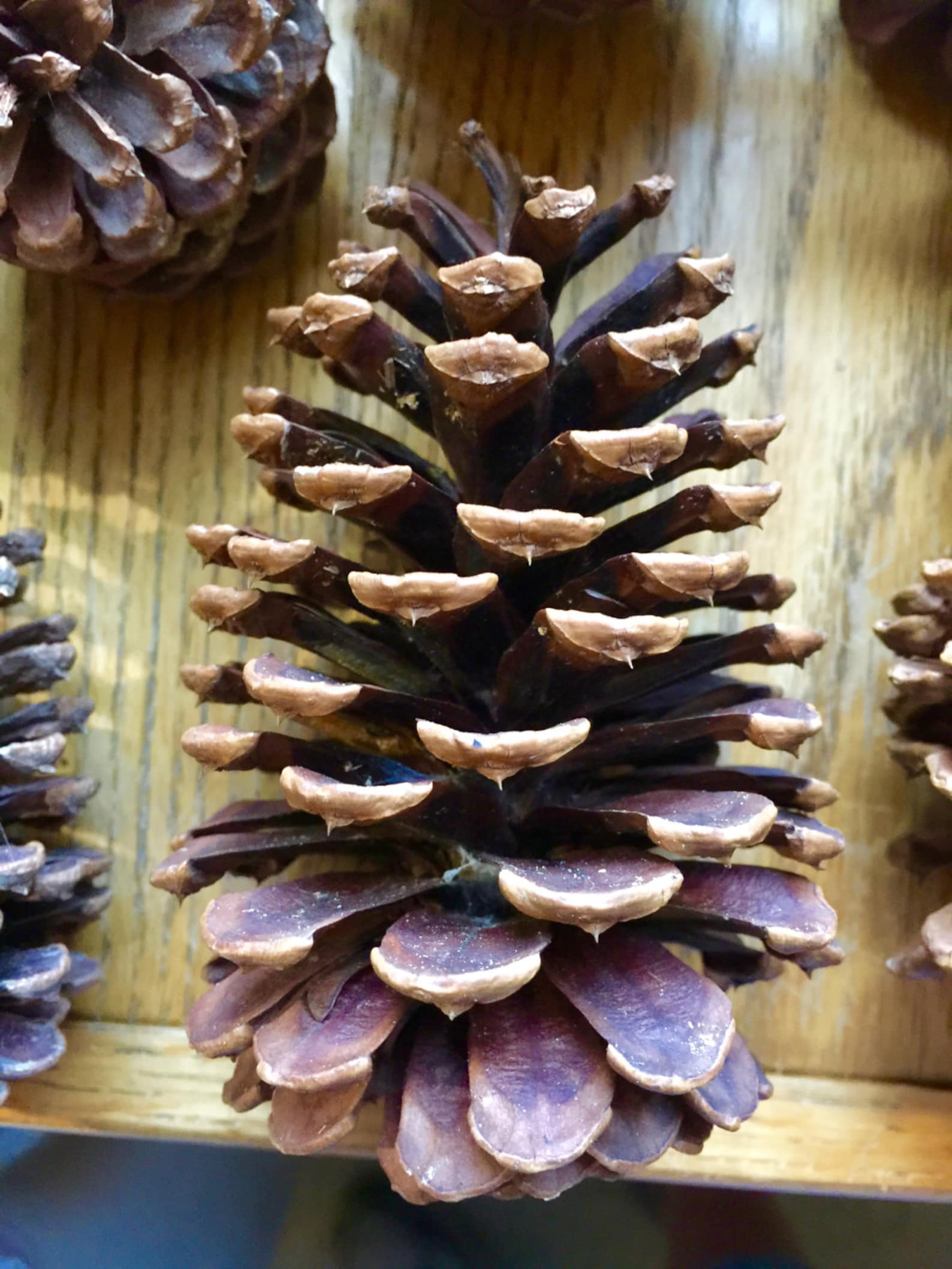 Qty of 14 Large Pine Cones - Etsy