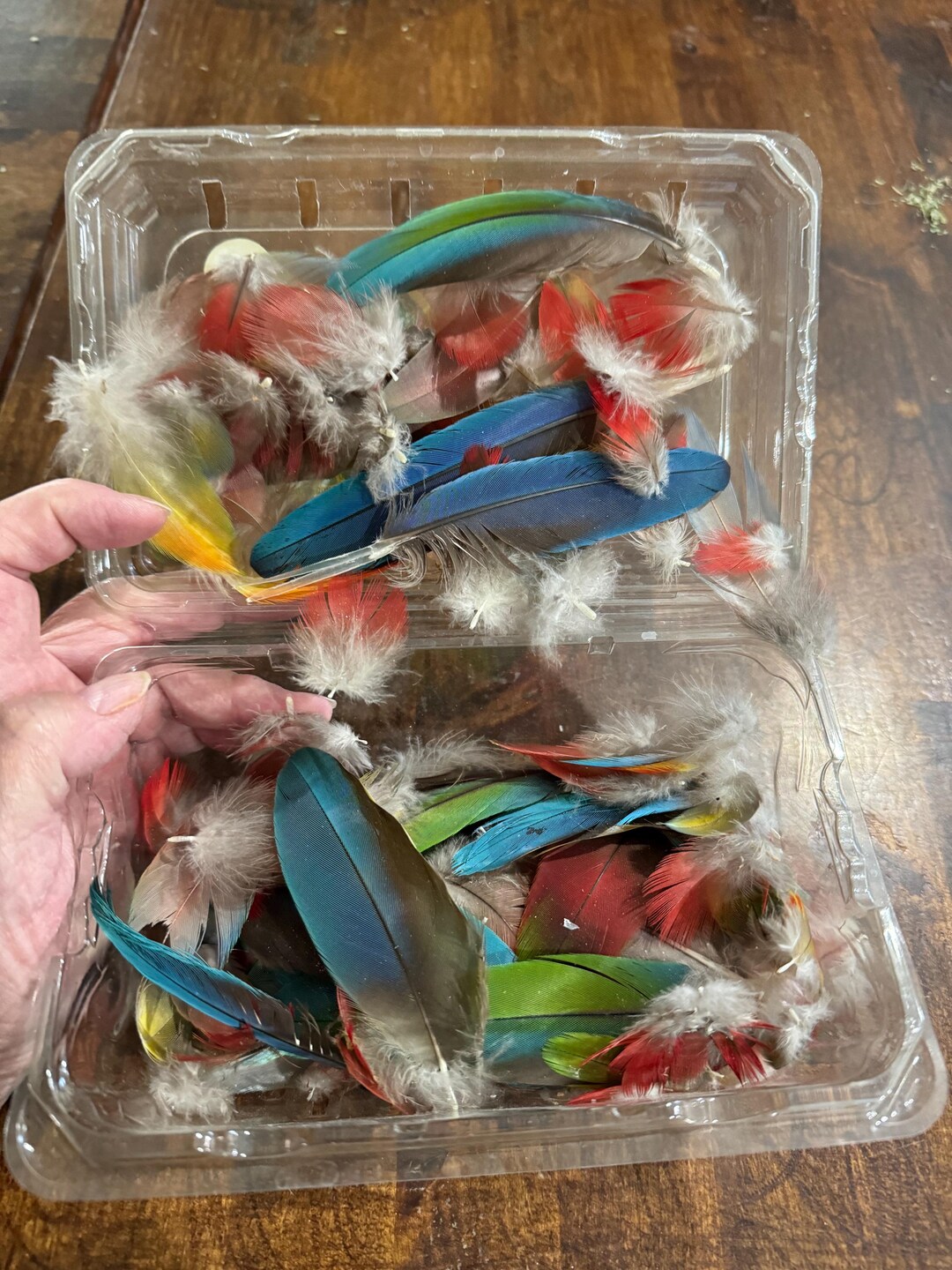 Large Lot of Molted Parrot Tail Body and Wing Feathers for Jewelry and ...