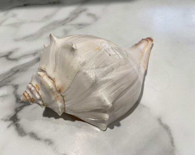Large 8 1/2 Inch Conch Sea Shell - Etsy