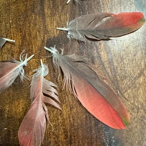 Green Wing Macaw Parrot Feathers for Crafts and Jewelry Qty of 10 - Etsy