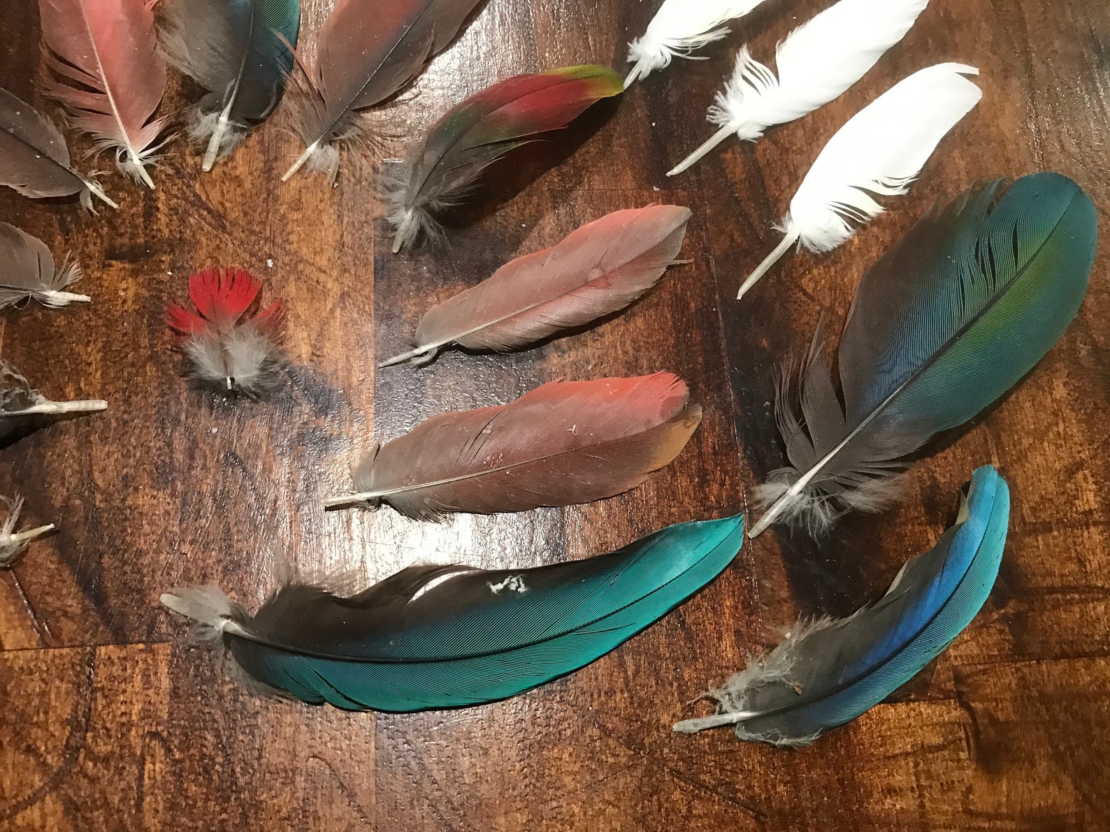 Molted Parrot Tail Body and Wing Feathers Qty of 32 for Jewelry and ...