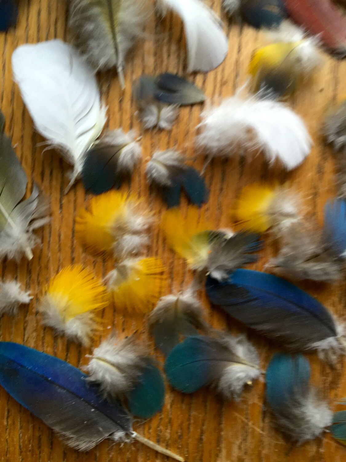Molted Parrot Tail Body and Wing Feathers Qty of 50 for - Etsy