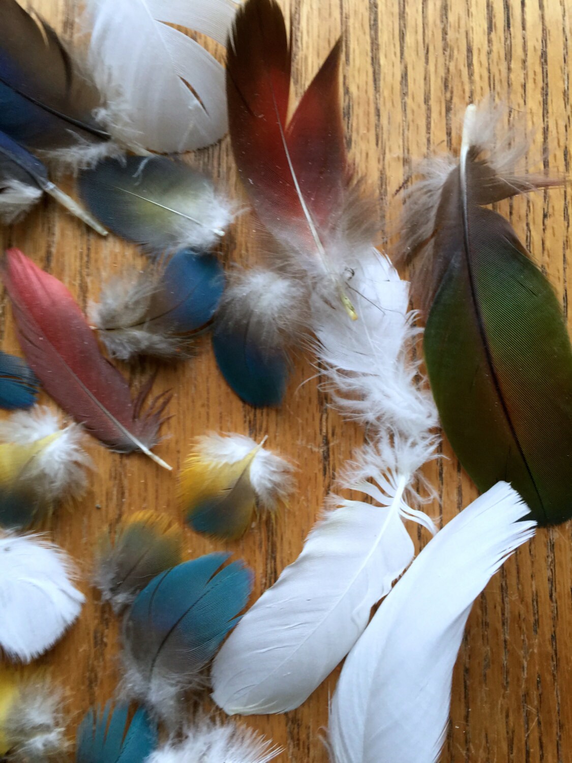 Molted Parrot Tail Body and Wing Feathers Qty of 50 for - Etsy