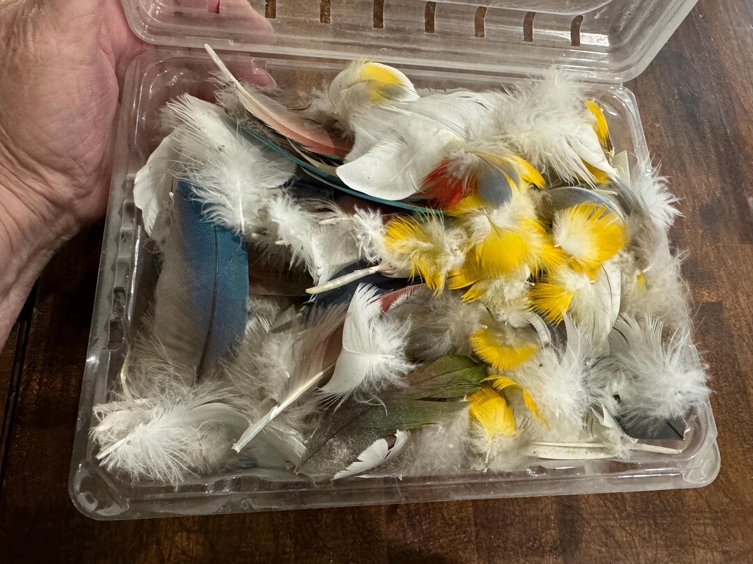 Huge Amount of Molted Parrot Tail Body and Wing Feathers for Jewelry ...