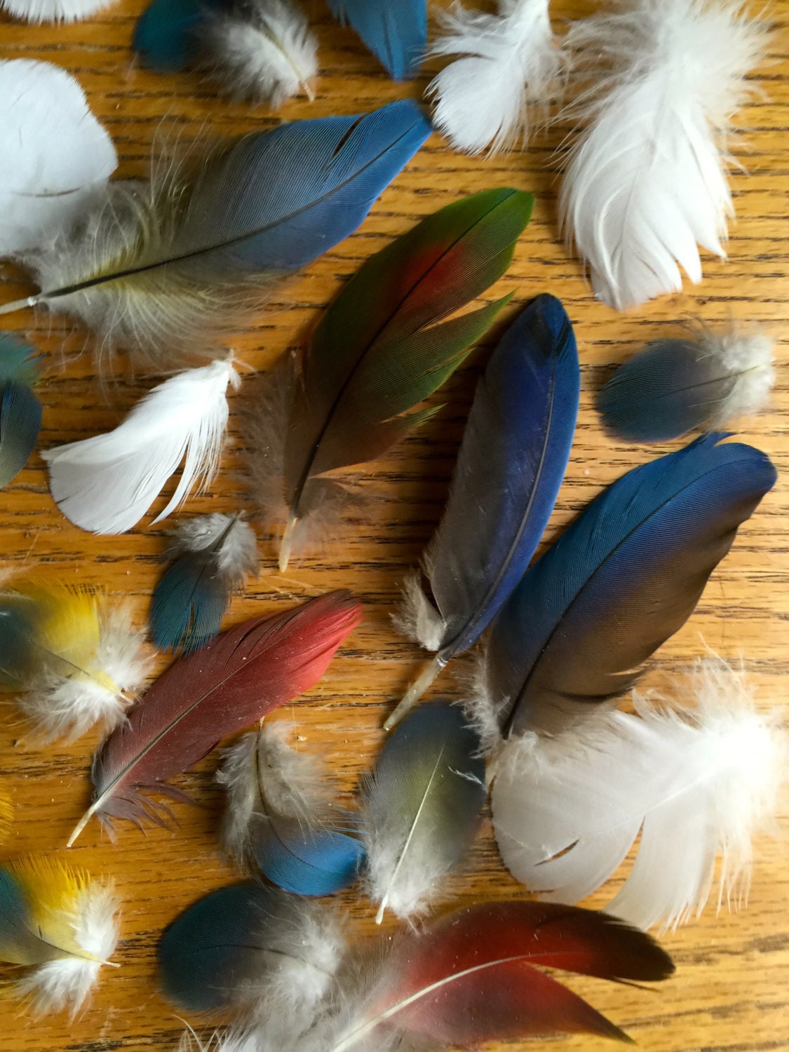 Molted Parrot Tail Body and Wing Feathers Qty of 50 for - Etsy