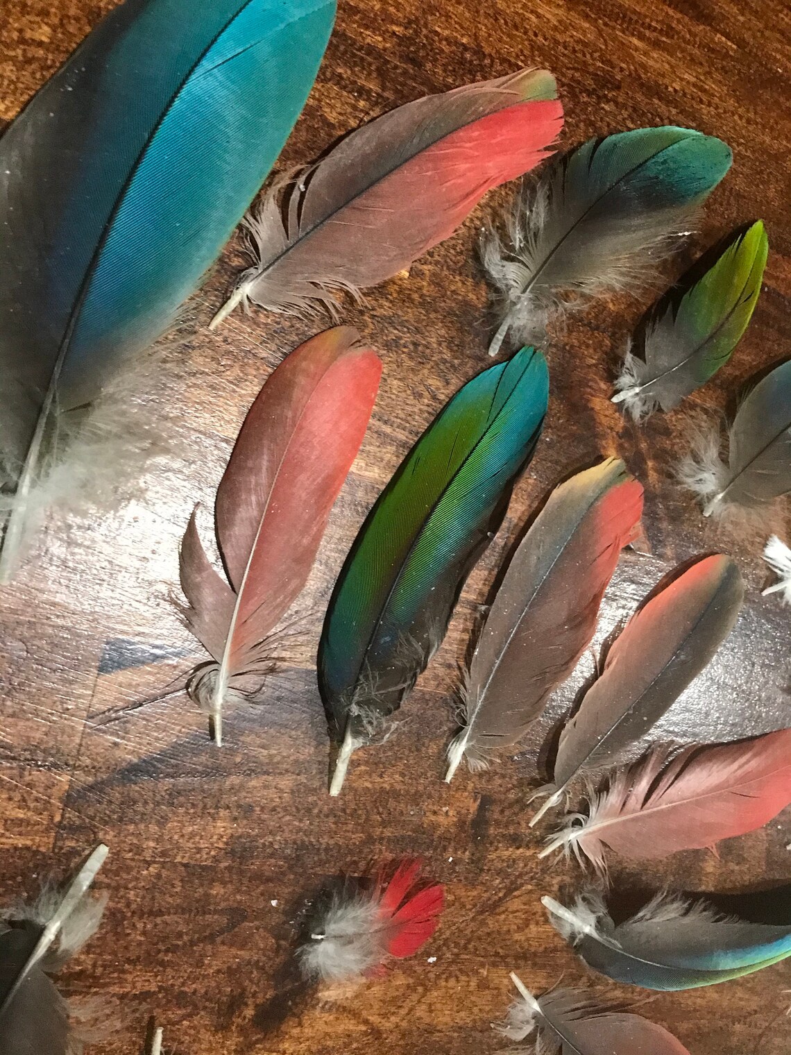 Molted Parrot Tail Body and Wing Feathers Qty of 32 for Jewelry and ...