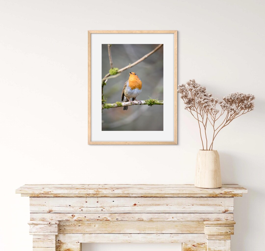 Robin Wall Art, Robin Prints, Robin Decor, Robin Photography, Robin ...