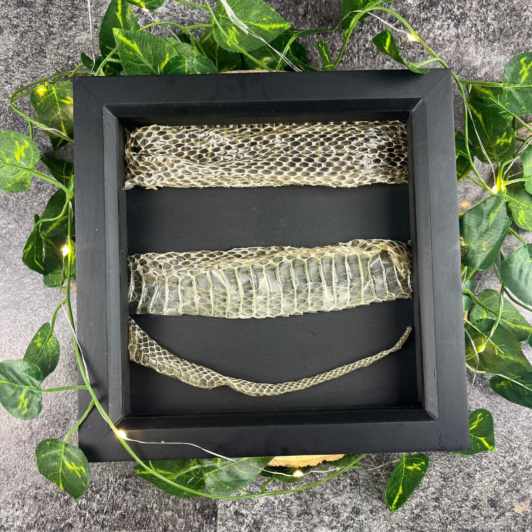 Real Snake Shed Frame Taxidermy Unusal Alternative Decor Gothic Witch ...