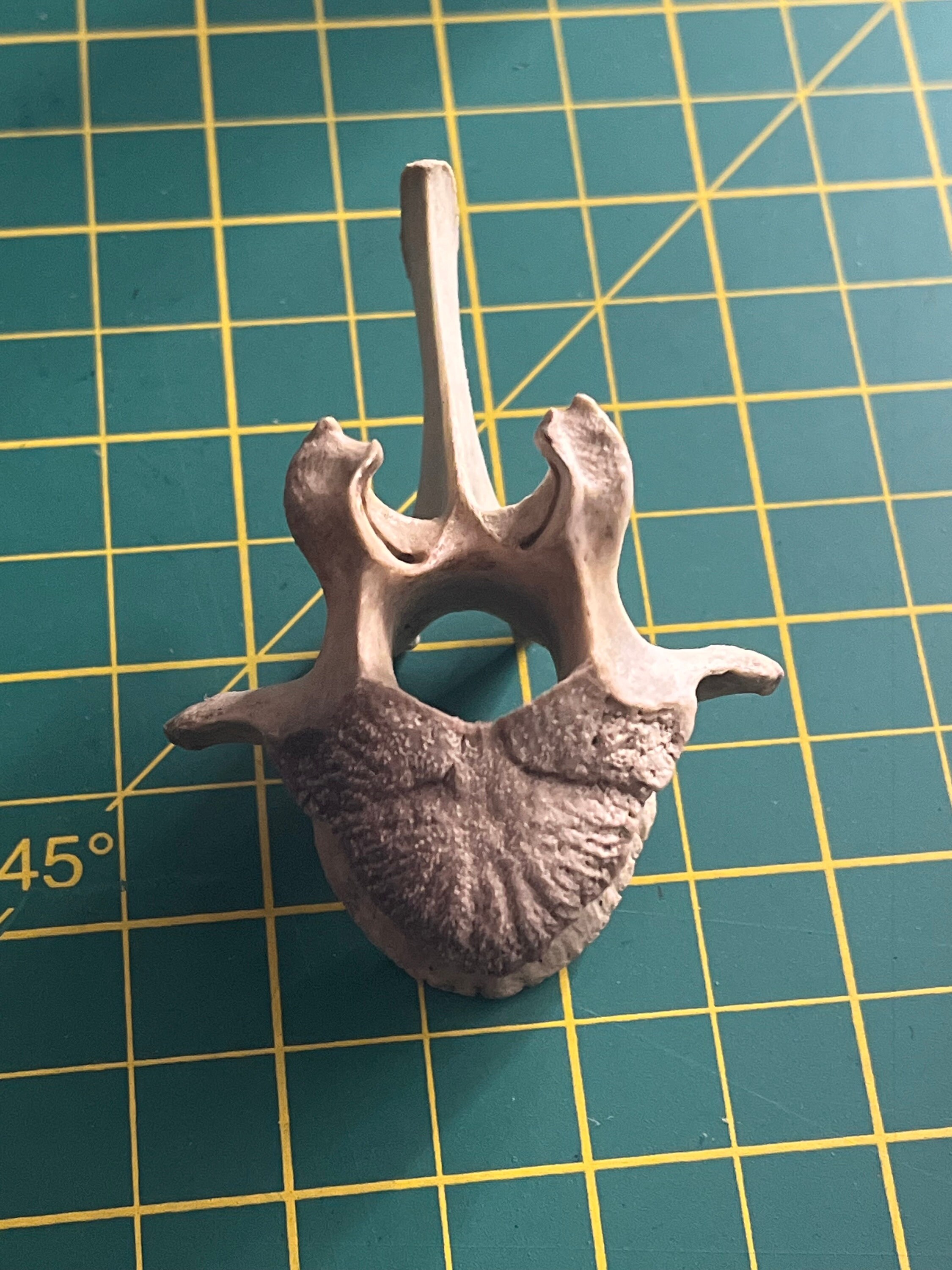 Real Deer Thoracicl Bone, Real Deer Bone Ethically Sourced , Animal ...