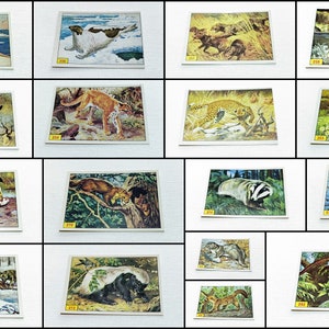 Panini 1979 Mammals Animal Trade Cards Pick Your Sticker Card (number ...