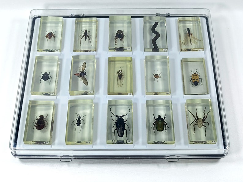 Various Real Bugs / Insects in Clear Acrylic Block Resin With Case N4 ...