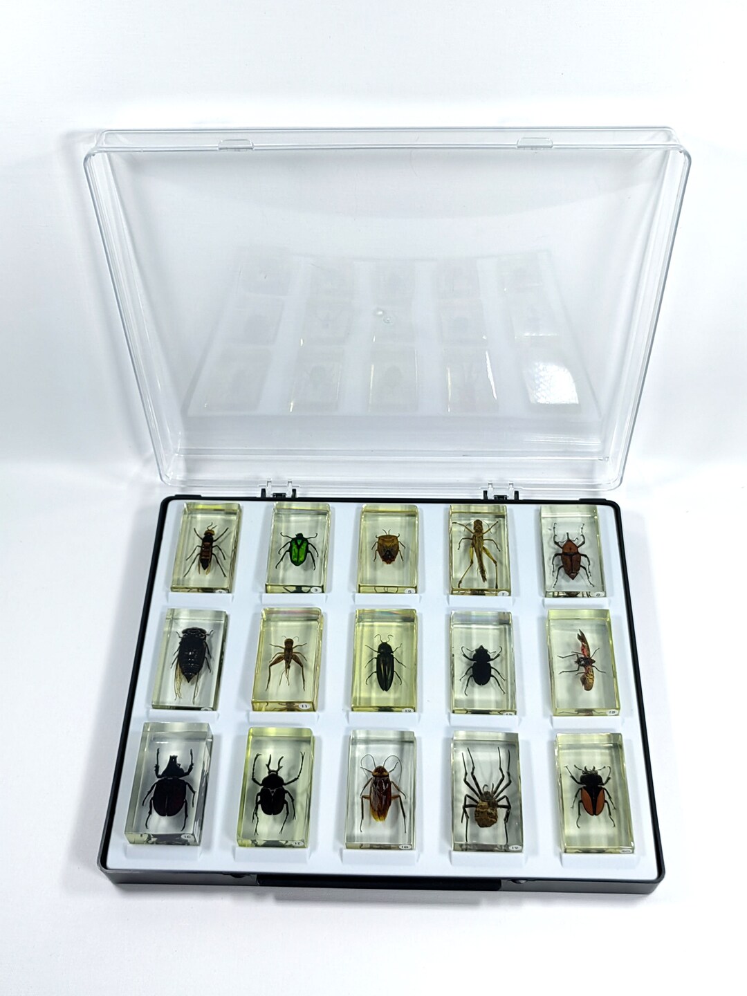 Various Real Bugs / Insects in Clear Acrylic Block Resin With Case N2 ...