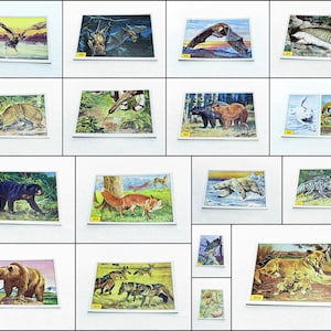 Panini 1979 Mammals Animal Trade Cards Pick Your Sticker Card (number ...