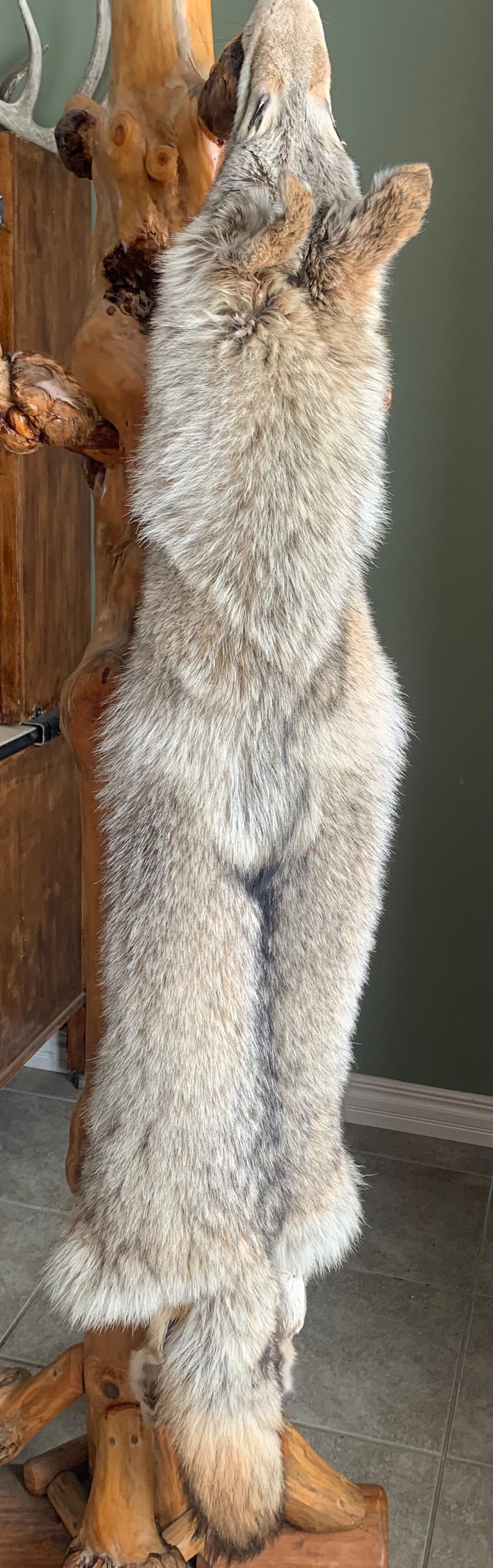 Coyote Pelt With Paws A Top Quality 2XL Canadian Western Heavy Pale ...