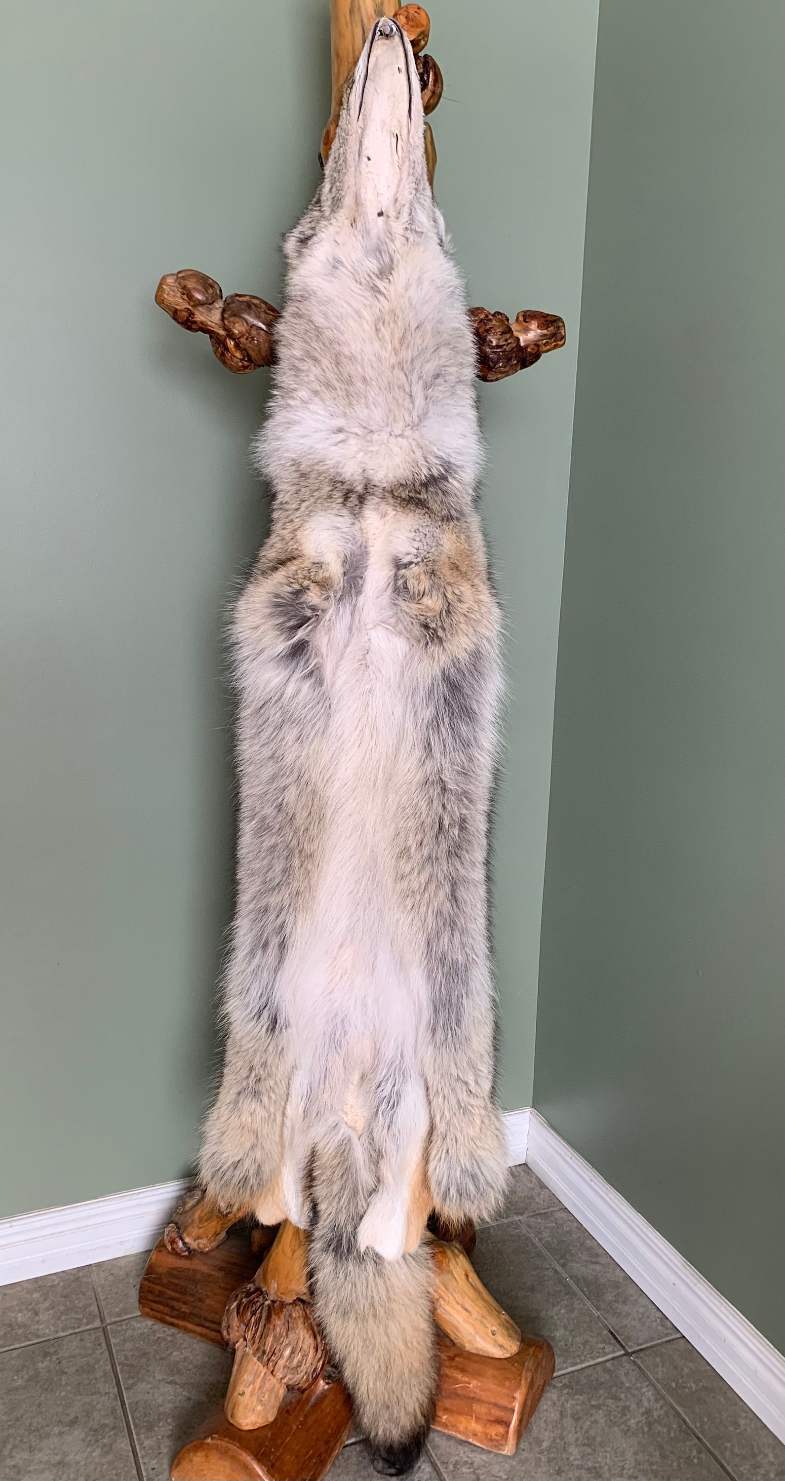 Coyote Pelt Select Canadian Heavy Western Pale Coyote Tanned. - Etsy