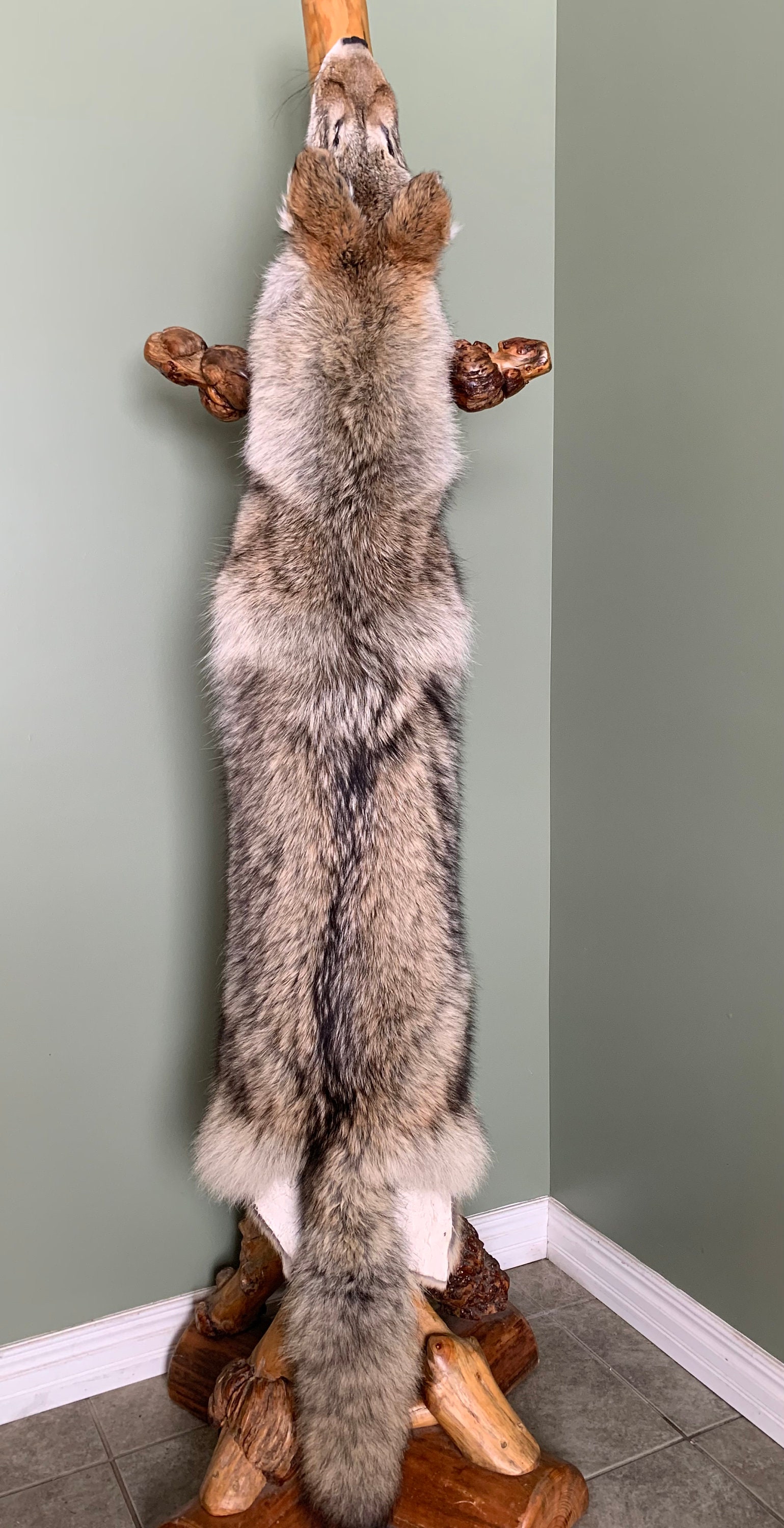 Coyote Pelt Select Canadian Heavy Western Pale Coyote Tanned. - Etsy