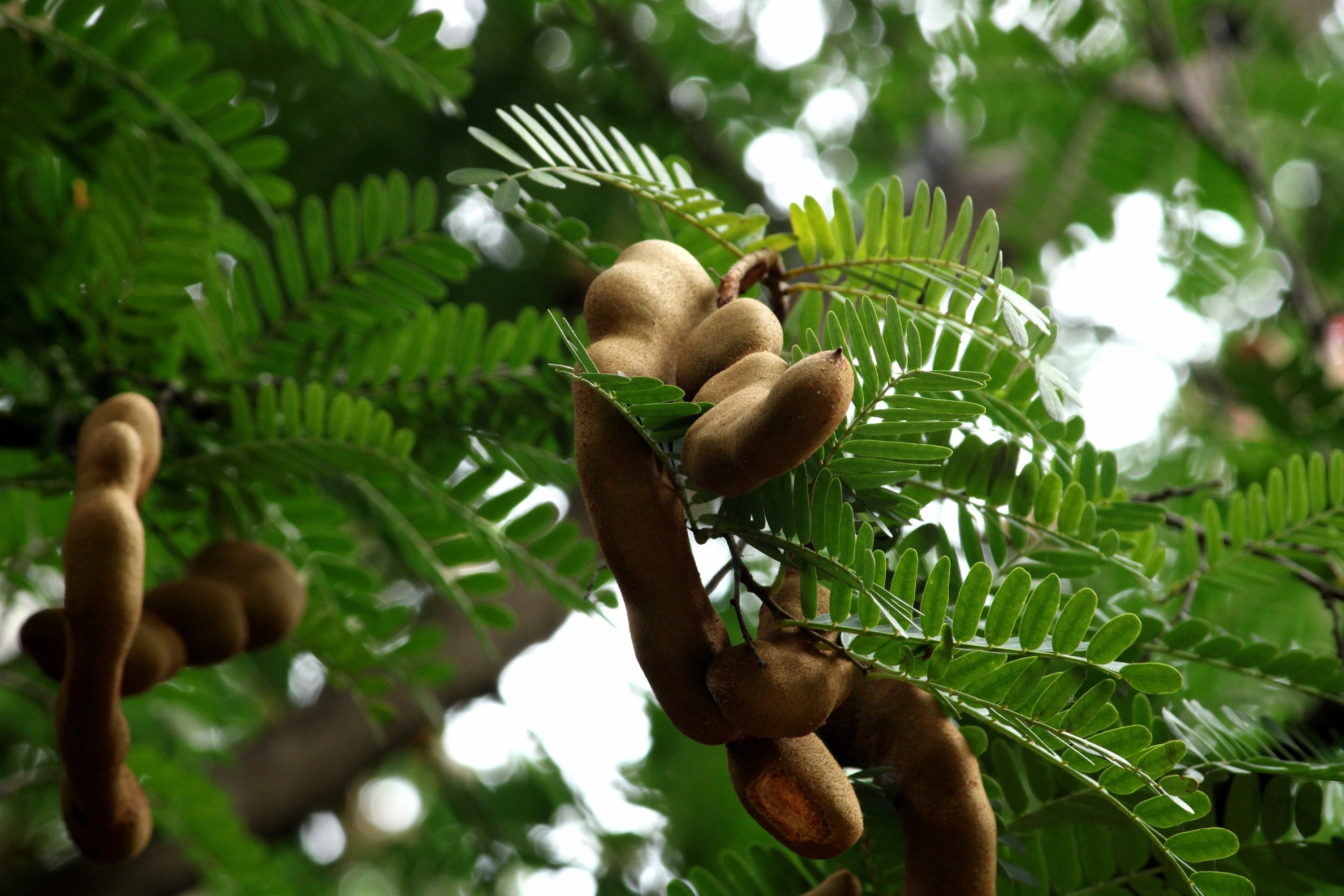 Organic Fresh Tamarind Fruit - Etsy
