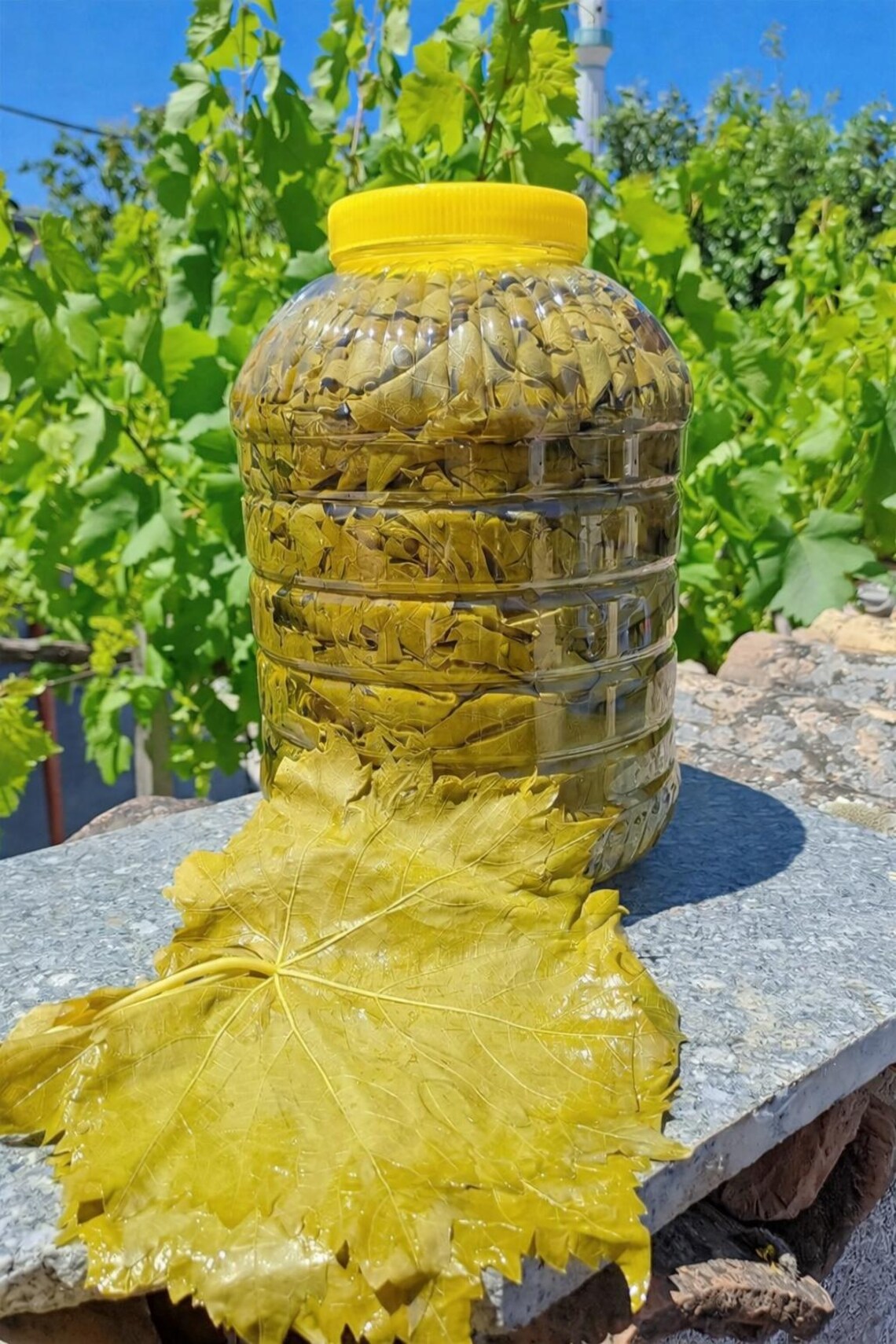 Organic Homemade Pickled Vine Leaves – Grape Leaves for Stuffing From ...