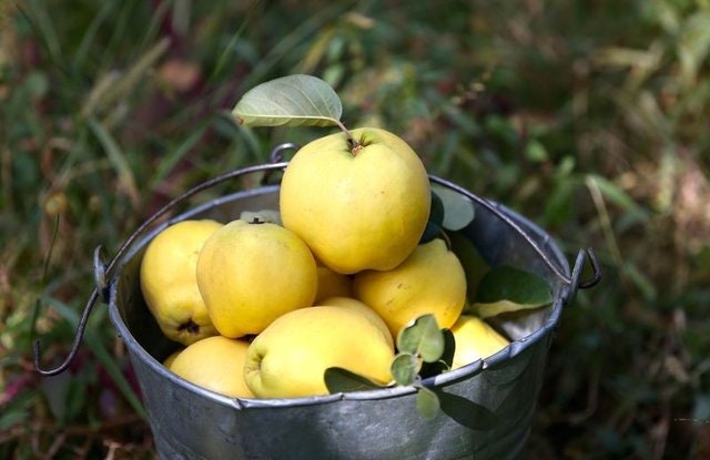 Organic Fresh Quince Fruit,quality Jumbo Size Quince,ready for ...