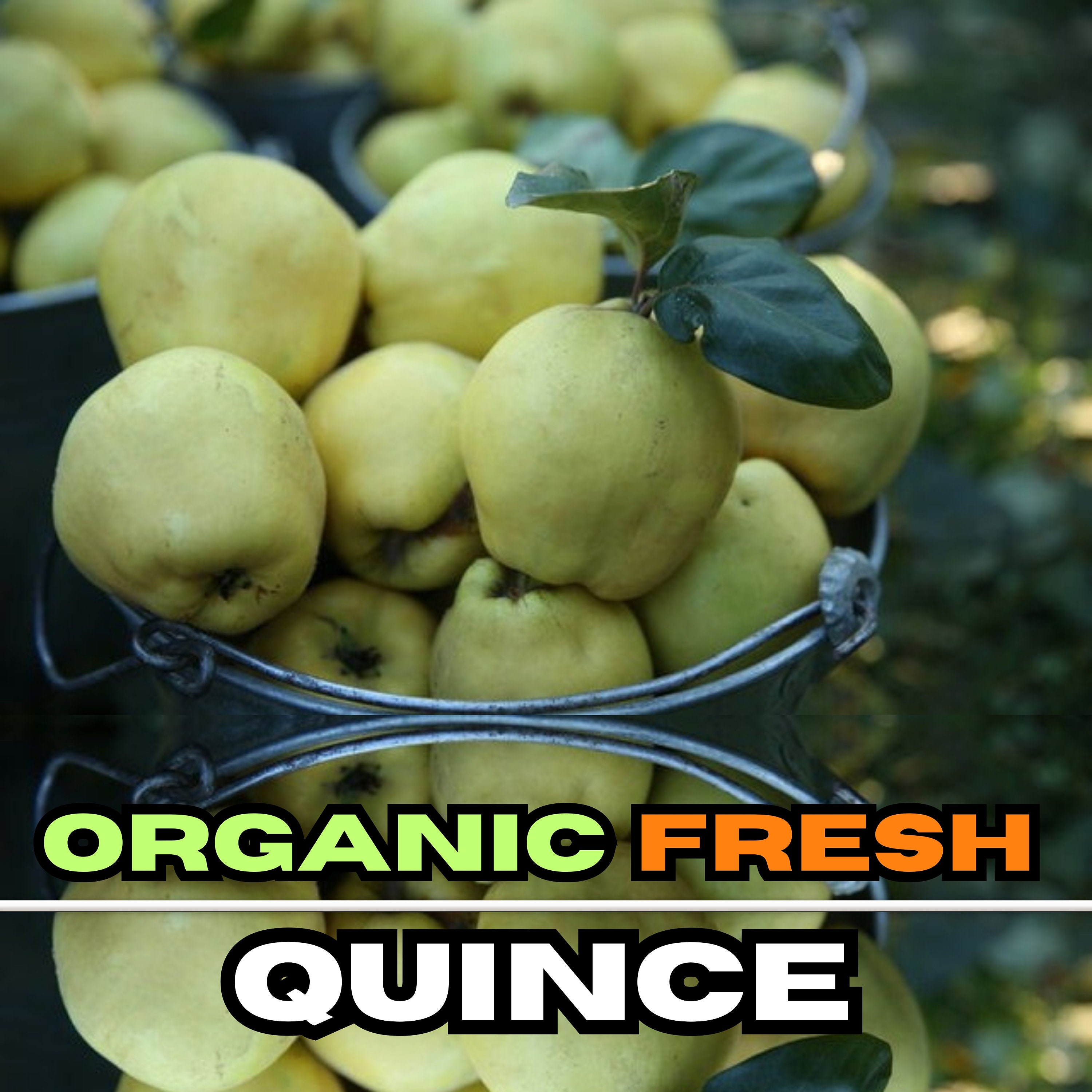 Organic Fresh Quince Fruit,quality Jumbo Size Quince,ready for ...