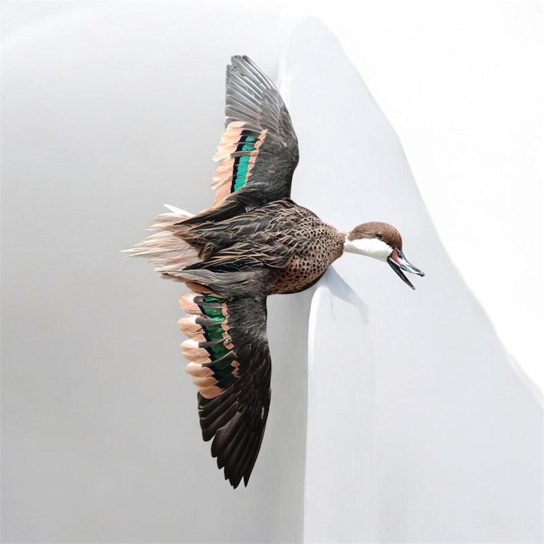 White-cheeked Pintail (anas Bahamensis) Duck Taxidermy Wall Mount - Etsy