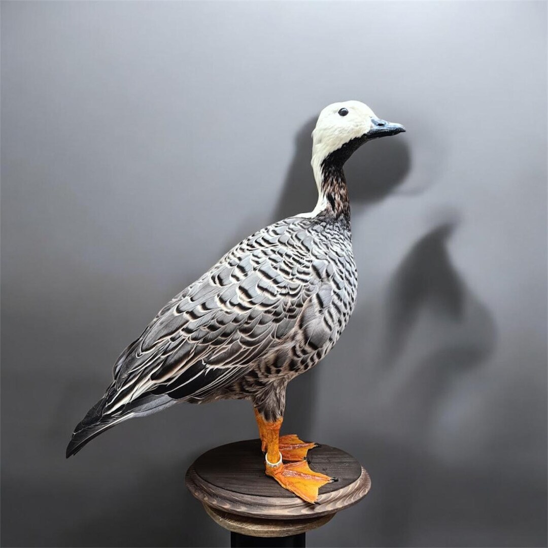 Emperor Goose (anser Canagicus) Taxidermy Stand Mount - Etsy