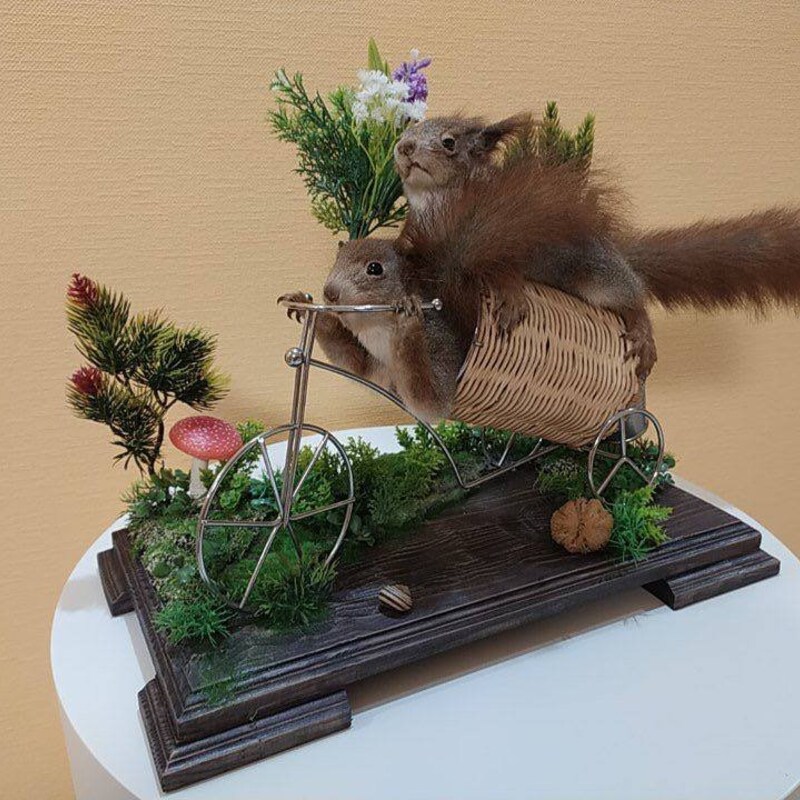 Squirrel Taxidermy - Etsy