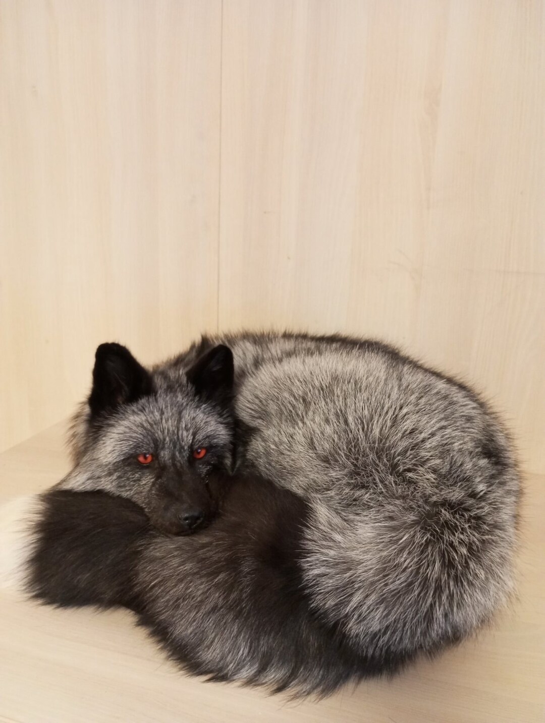 Professional Taxidermy Silver Fox vulpes Vulpes - Etsy