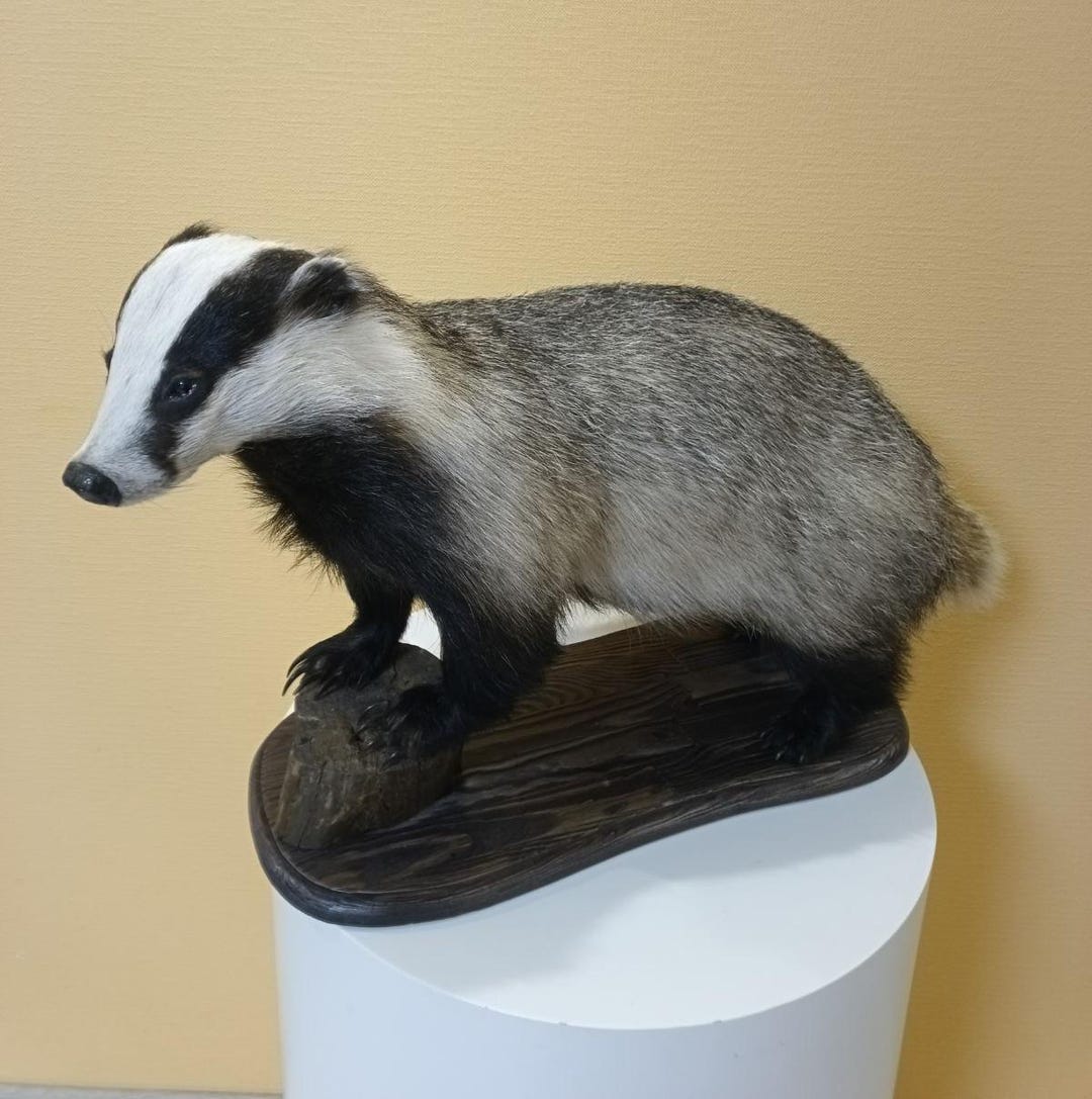 Professional Taxidermy European Badger meles Meles Option 5 - Etsy