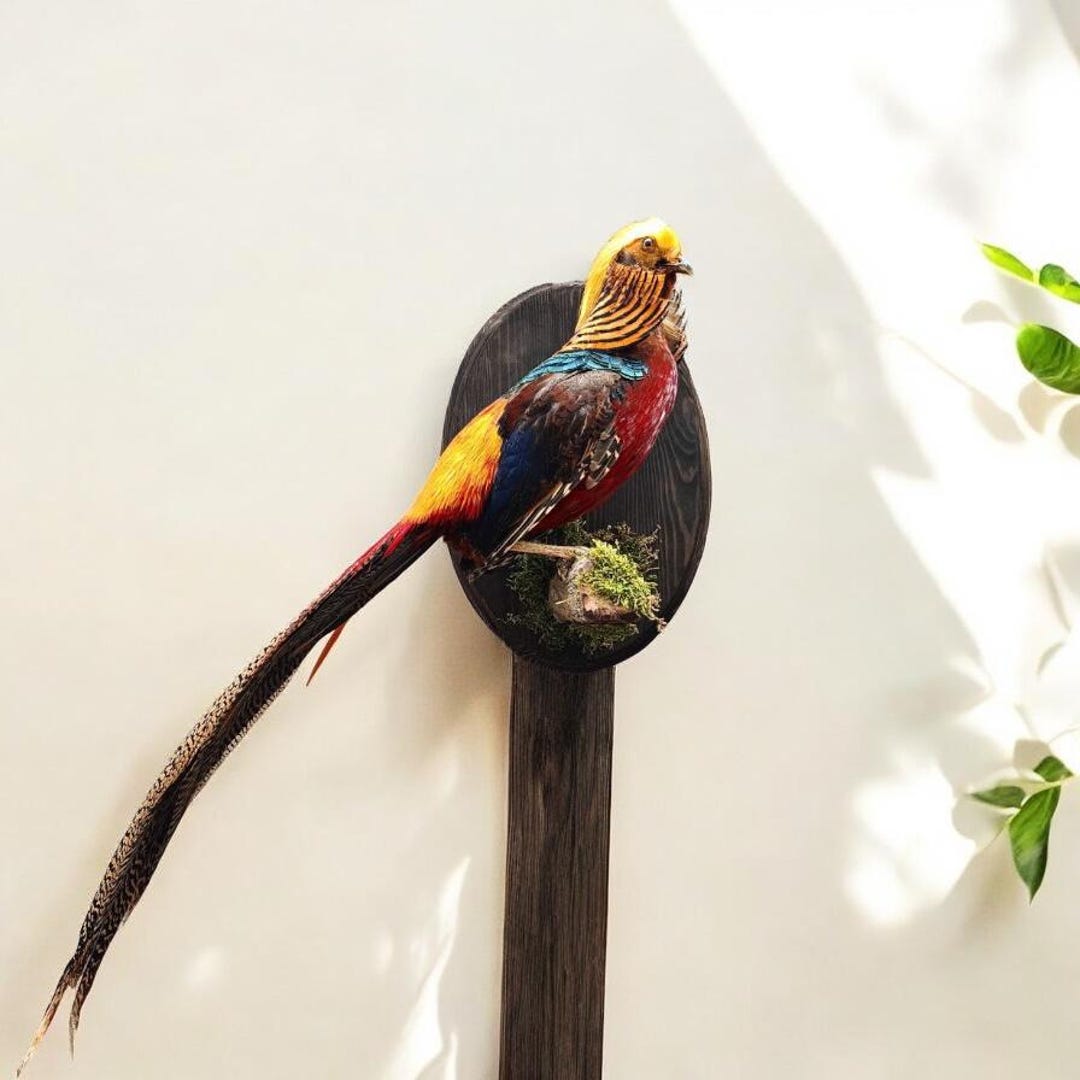 Golden Pheasant (chrysolophus Pictus) Taxidermy Bird Wall Mount - Etsy