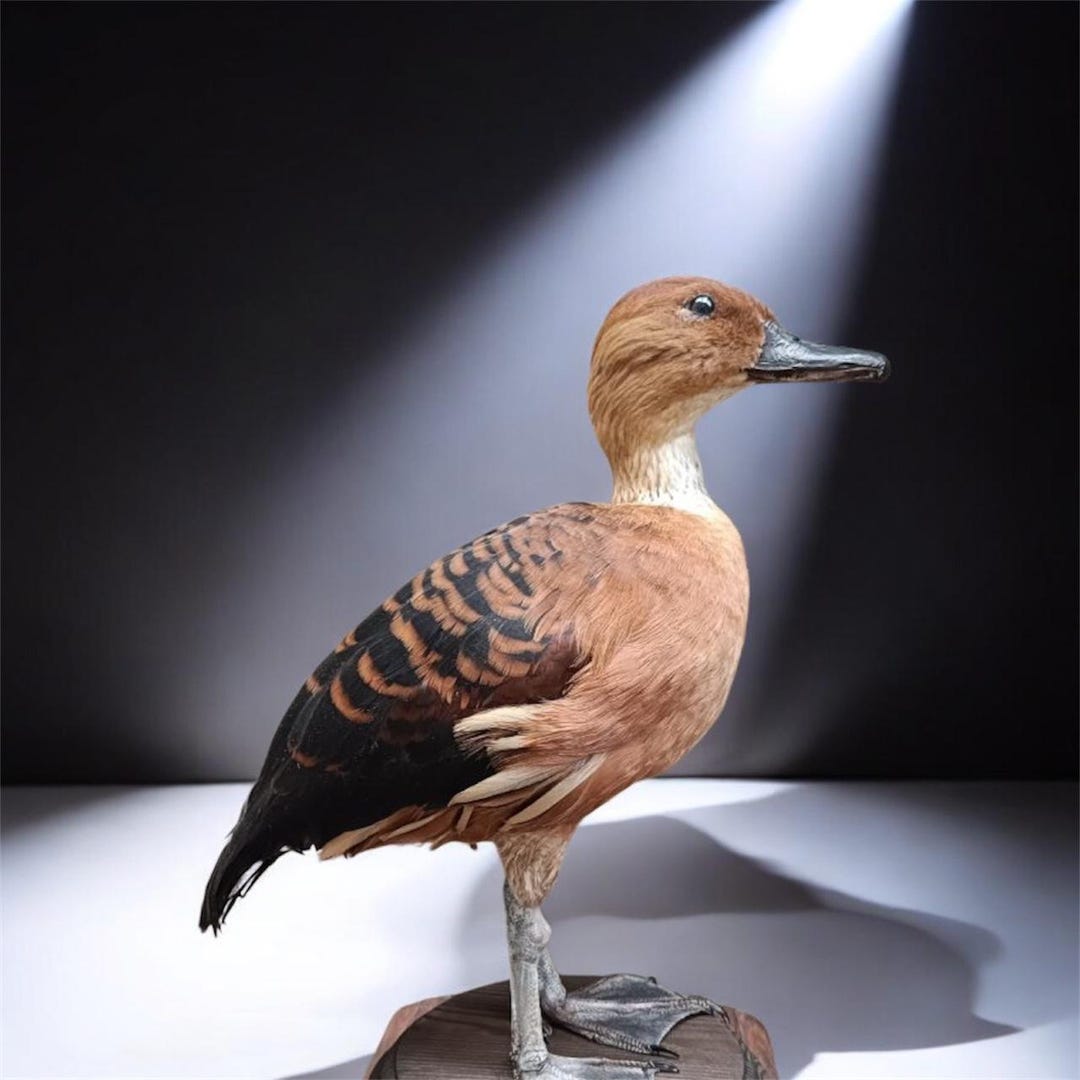 Fulvous Whistling Duck or Fulvous Tree Duck (dendrocygna Bicolor ...