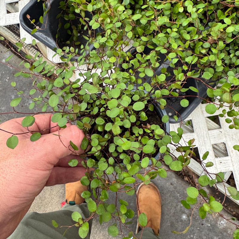 Angel Vine Plant - Etsy