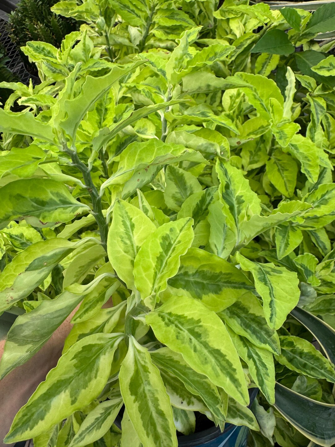 Variegated Devils Backbone Euphorbia 6 Inch Pot - Etsy