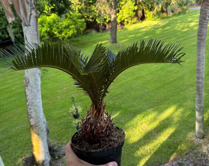 Sago Palm Cycas Revoluta 6 Inch Pot Live Plant **exact Plant** - Etsy