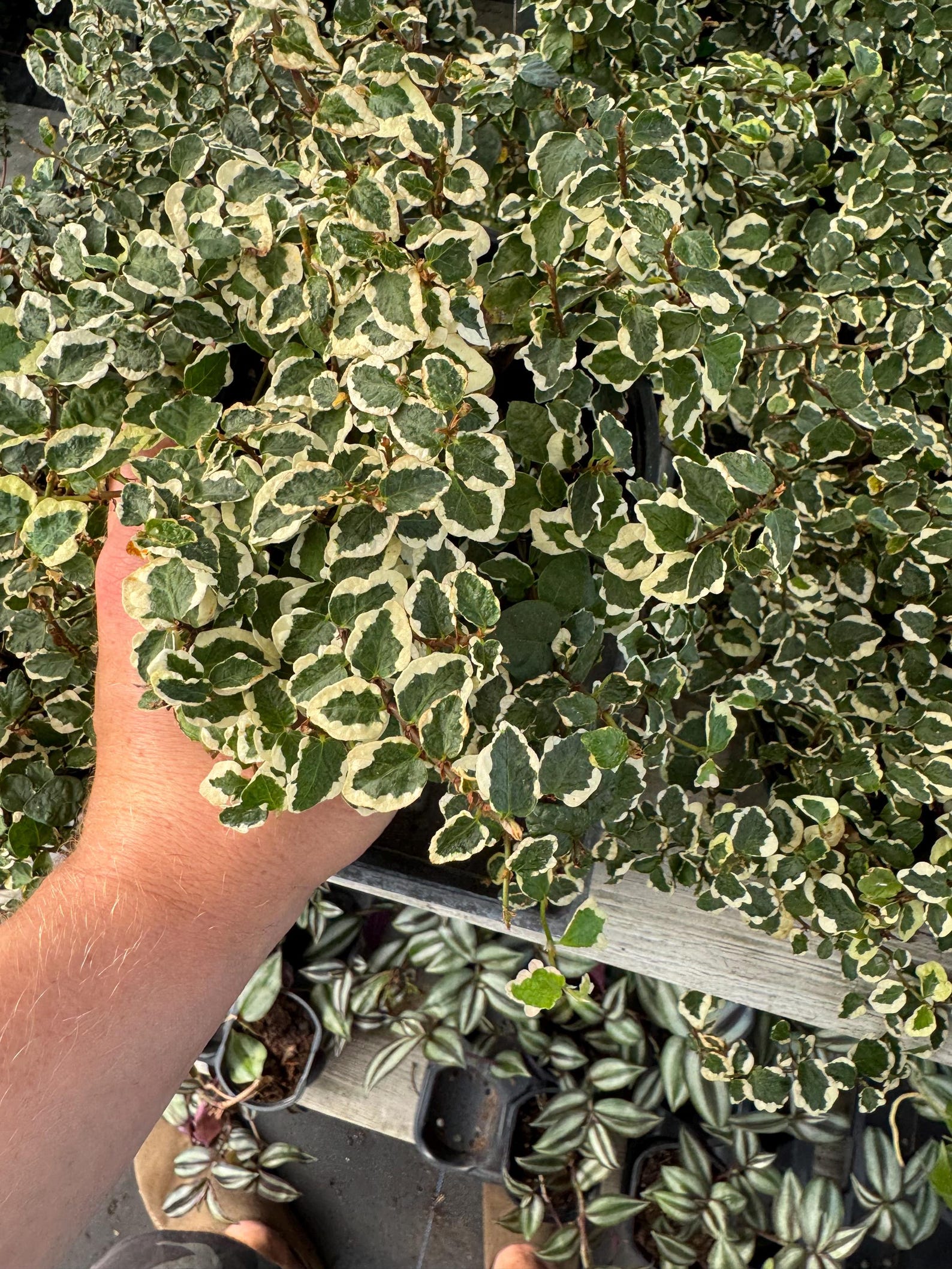 Variegated Creeping Fig (ficus Pumila ‘variegata’) Live Plant 4 Inch ...