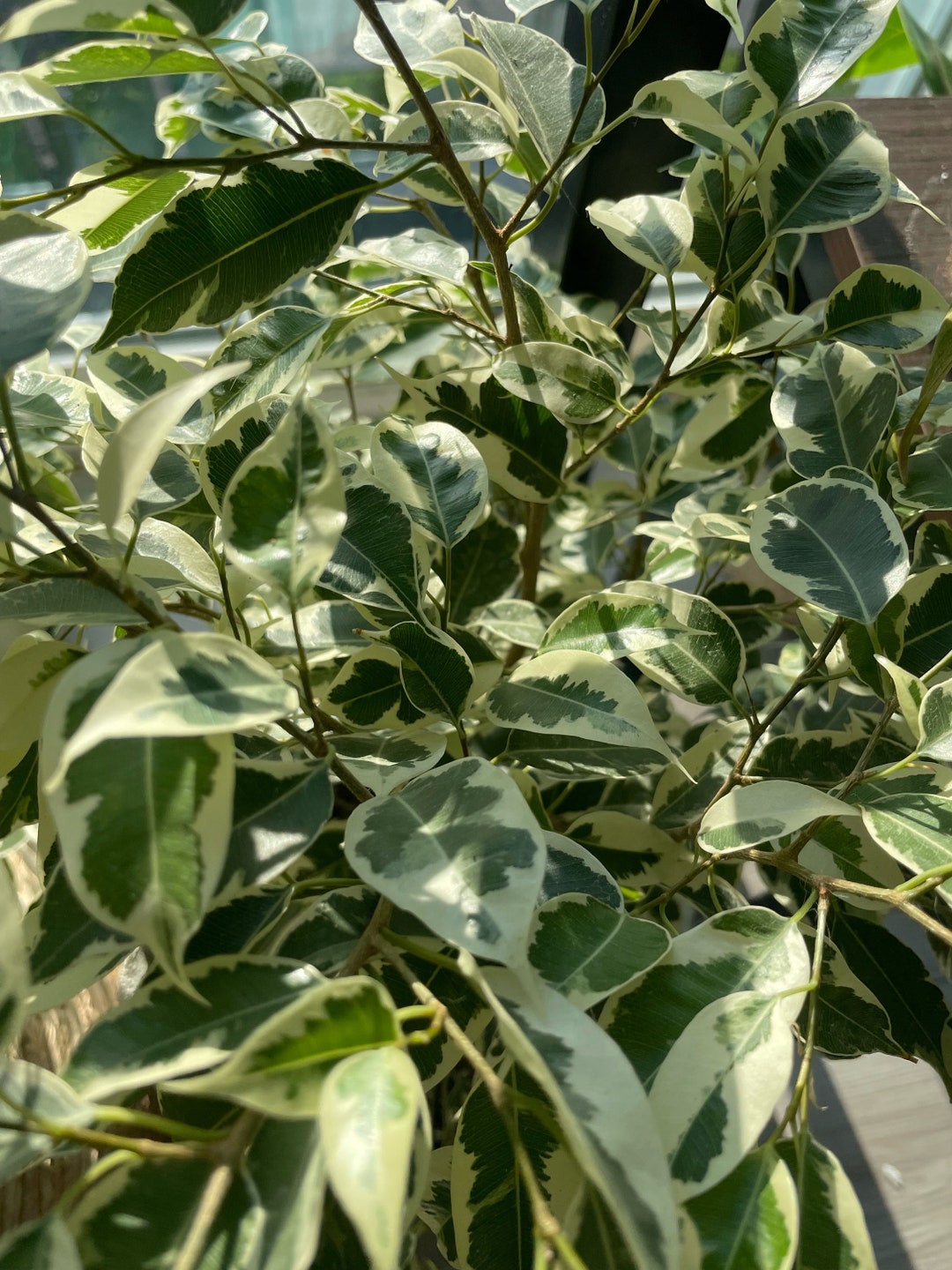 Ficus Benjamina Variegata (variegated) 2.5 Inch Pots (exact Plants) - Etsy