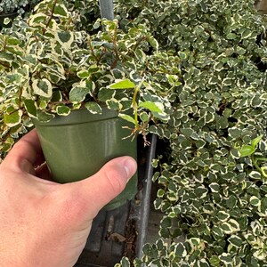 Variegated Creeping Fig (ficus Pumila ‘variegata’) Live Plant 4 Inch ...