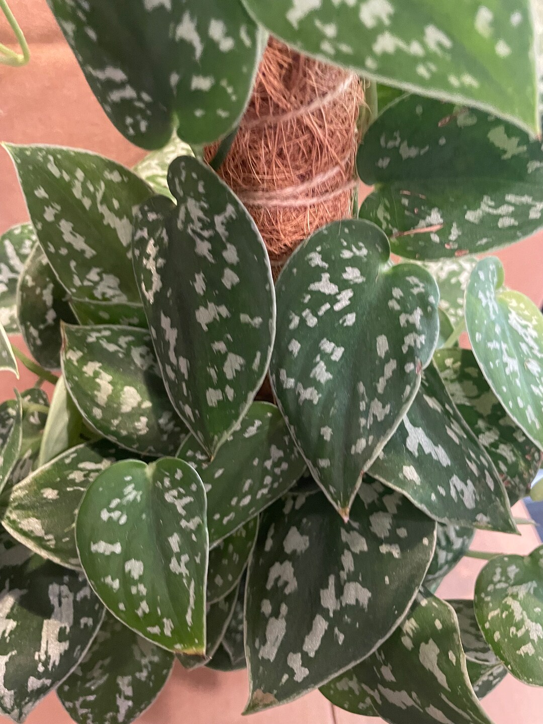 Two Rooted Silver Satin Pathos Cuttings - Etsy