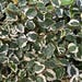 Variegated Creeping Fig (ficus Pumila ‘variegata’) Live Plant 4 Inch ...