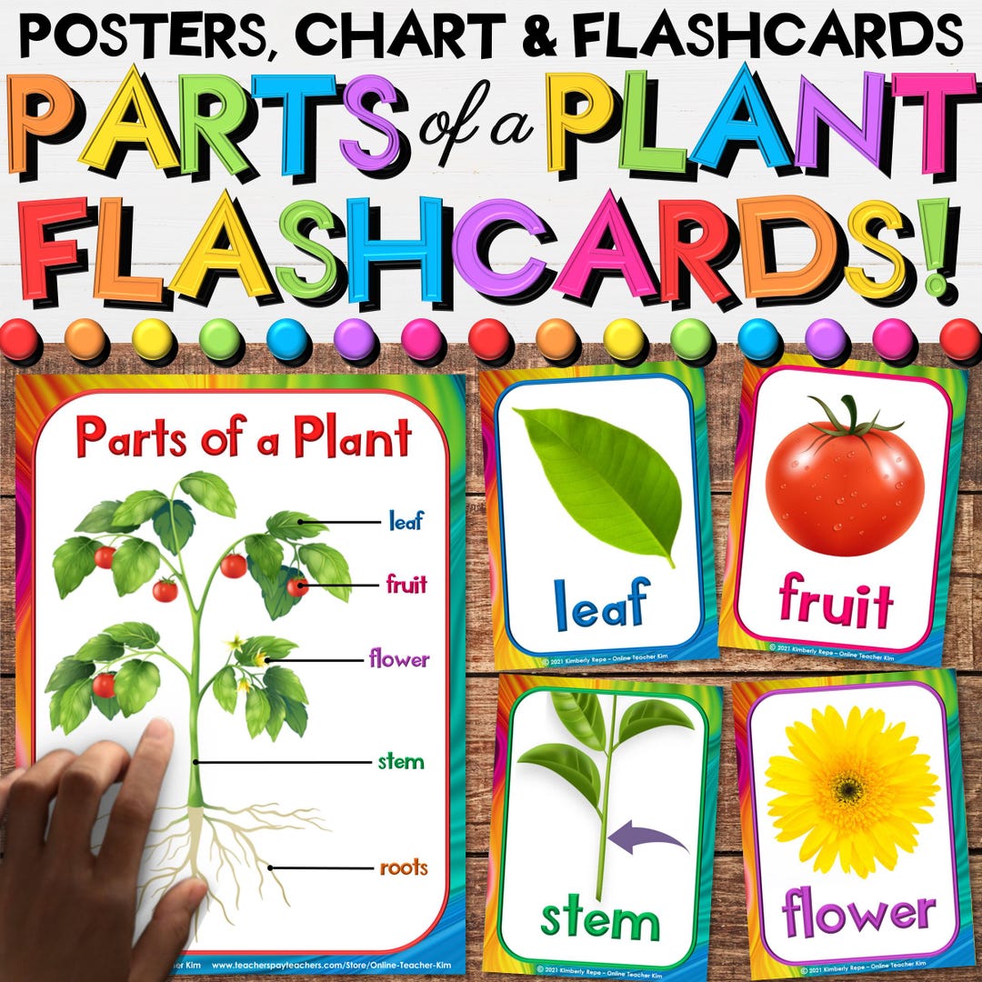 Parts of a Plant Poster, Chart, & Vocabulary Flashcards With Fruits and ...