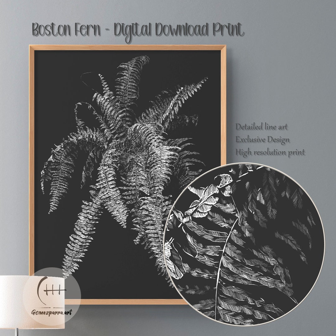 Boston Fern / Fern Botanical Art Printable Digital Drawing Sgraffito - Etsy