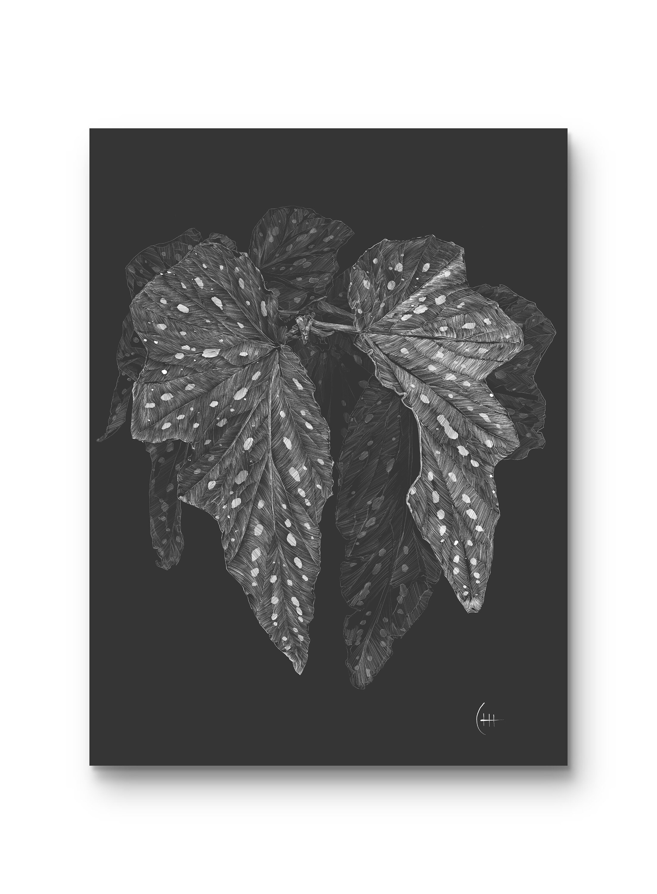 Begonia Maculata Wightii Botanical Art Printable Digital Drawing ...