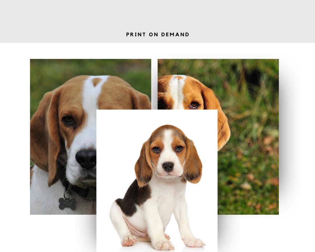 Pet Beagle Planner Printable Bundle| Printable Pet Checklists ...