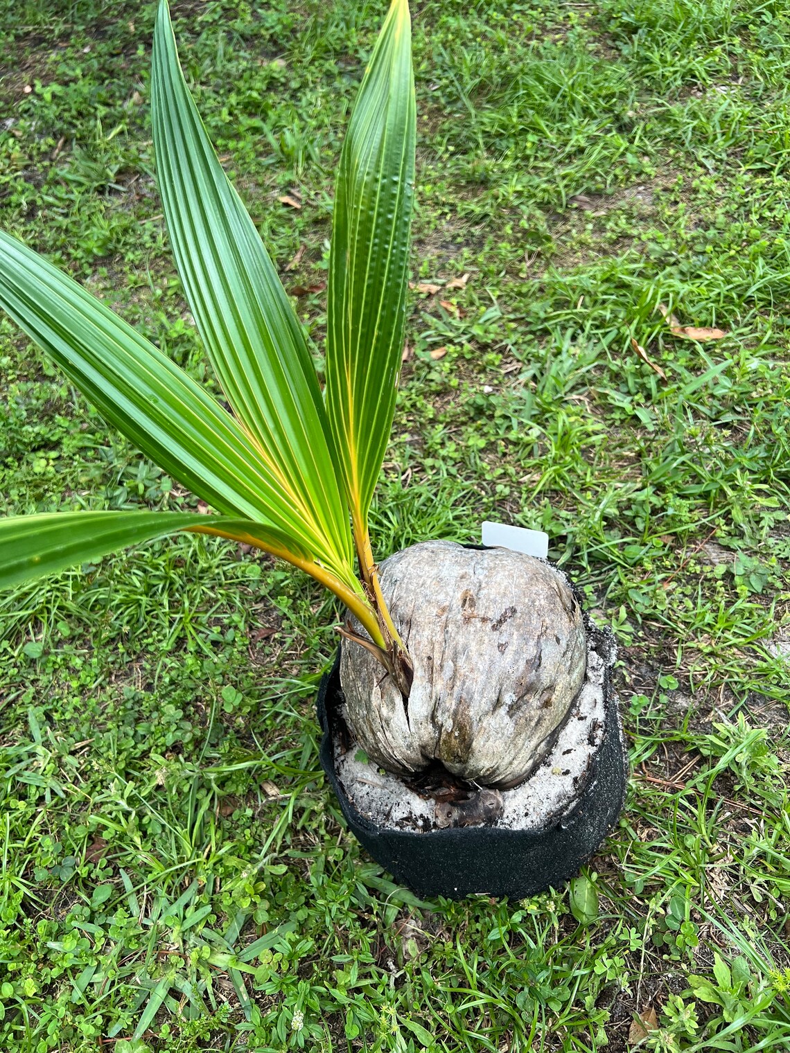 Rare Orange Coconut Tree Sprouted 16 No Shipping to Ca,az,tx,hi,la,nc ...