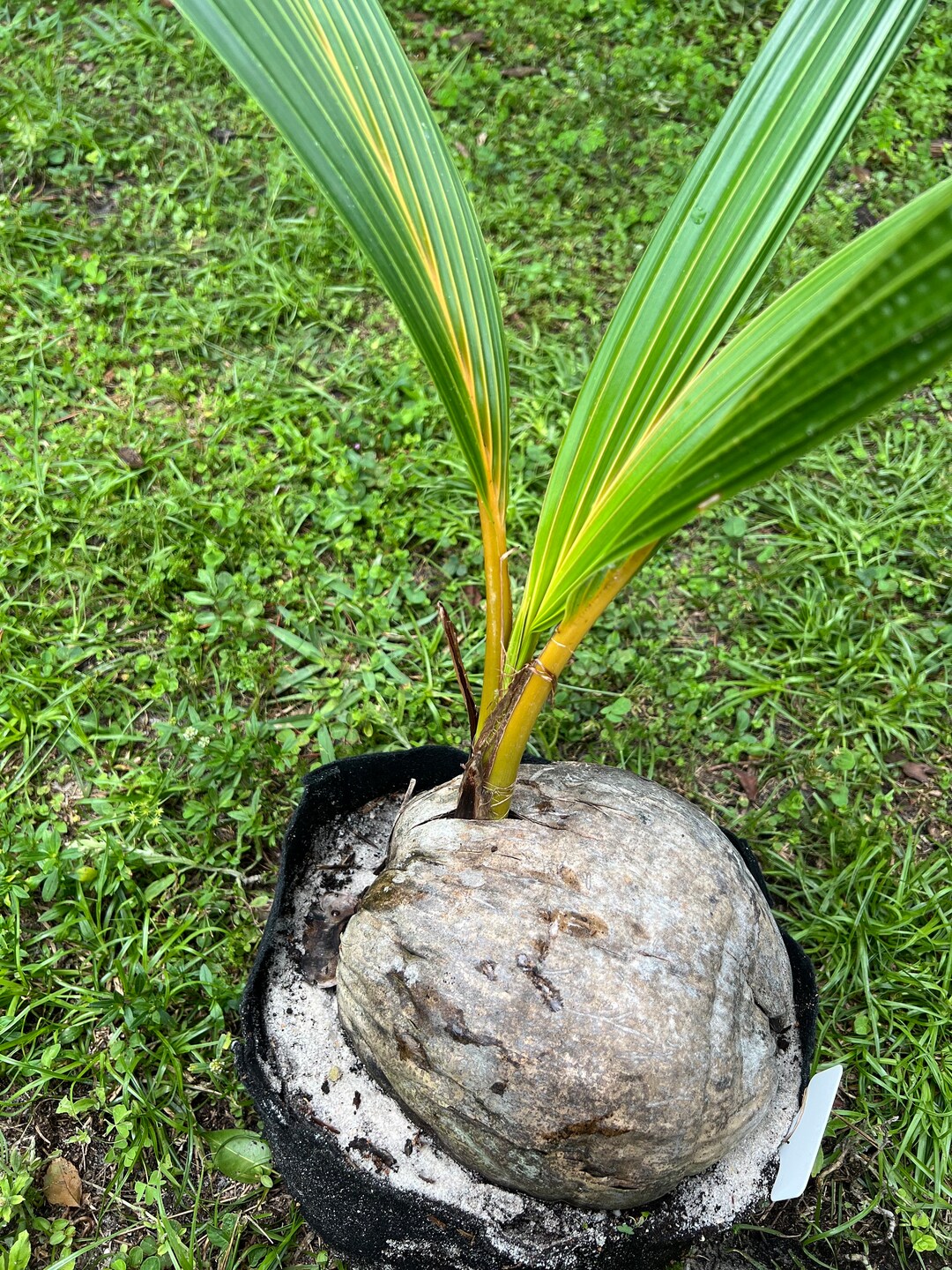 Rare Orange Coconut Tree Sprouted 16 No Shipping to Ca,az,tx,hi,la,nc ...