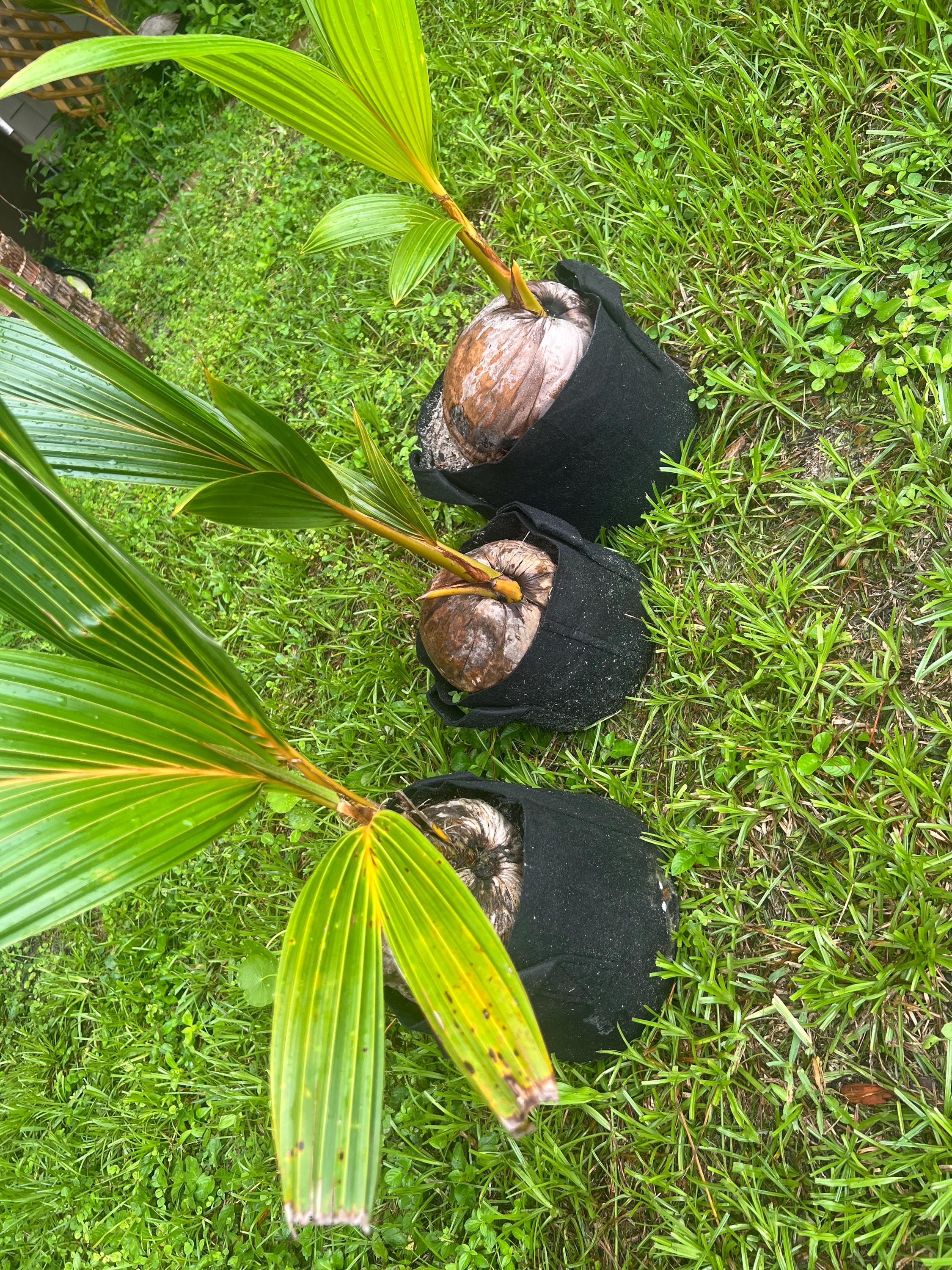 Rare Orange Coconut Tree Sprouted 16 No Shipping to Ca,az,tx,hi,la,nc ...